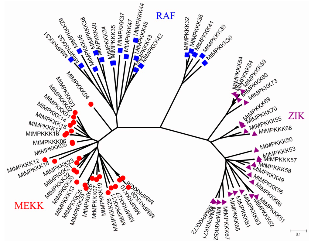 Bioinformatics Analysis of MAPKKK Family Genes in Medicago truncatula
