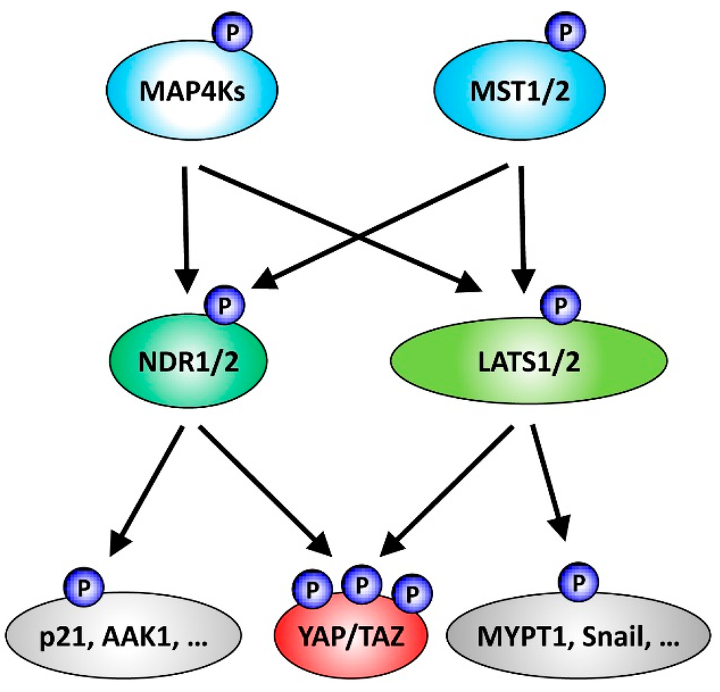Genes | Special Issue : Hippo Signaling Pathway