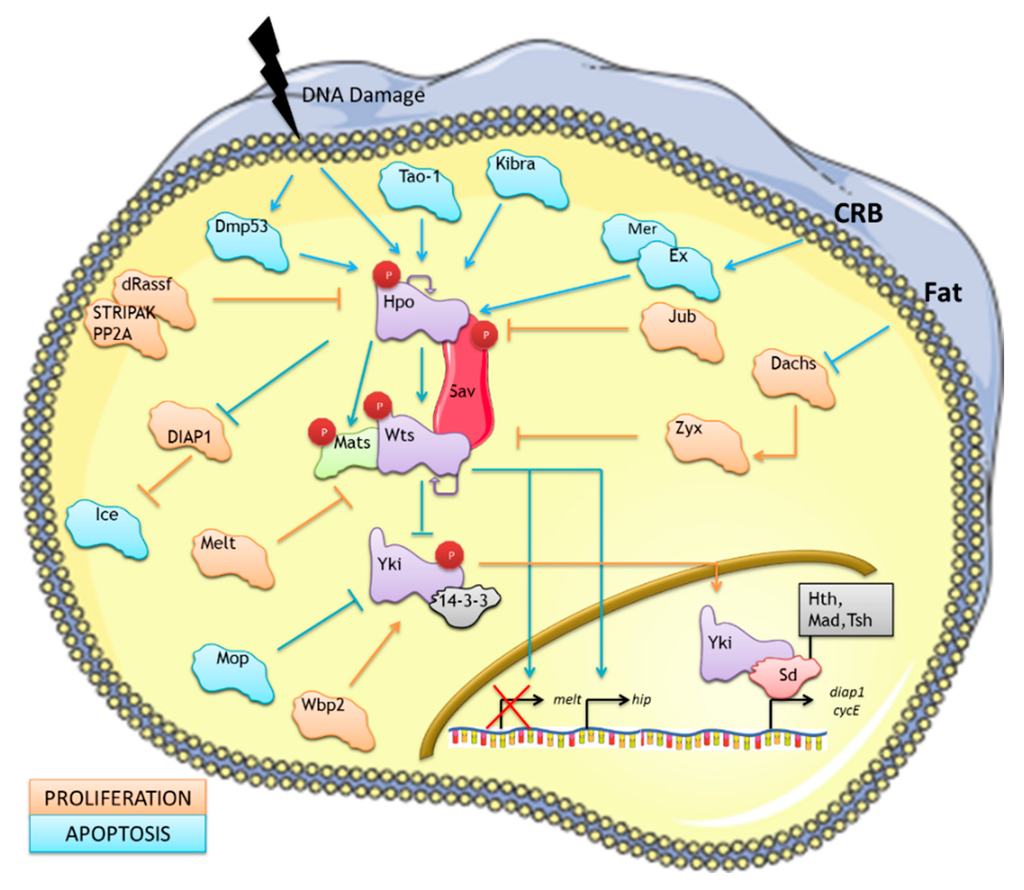Genes | Special Issue : Hippo Signaling Pathway Genes | Special Issue : Hippo Signaling Pathway