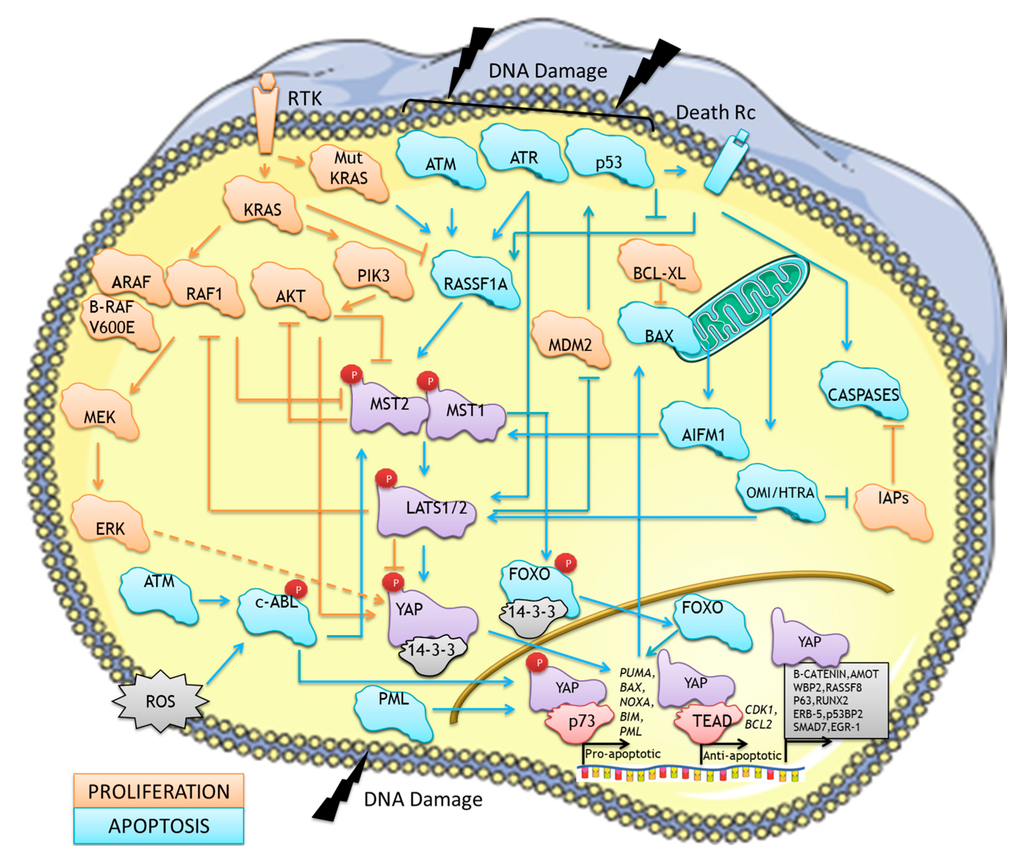 Genes | Special Issue : Hippo Signaling Pathway Genes | Special Issue : Hippo Signaling Pathway