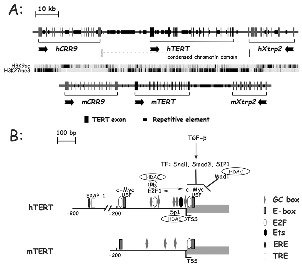 Genes | Special Issue : Telomerase Activity in Human Cells Genes | Special Issue : Telomerase Activity in Human Cells