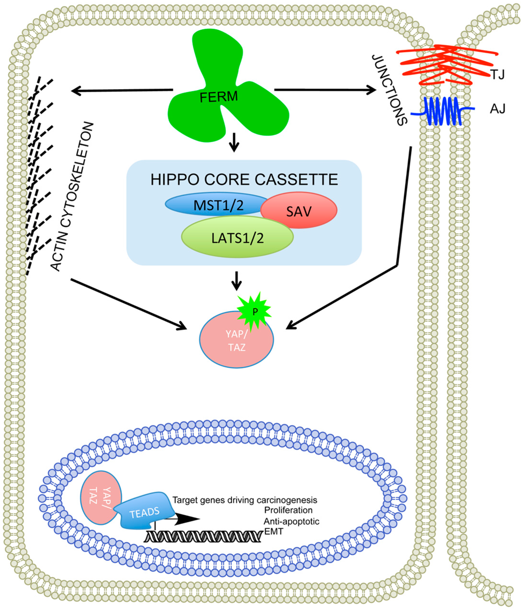 Genes | Special Issue : Hippo Signaling Pathway Genes | Special Issue : Hippo Signaling Pathway