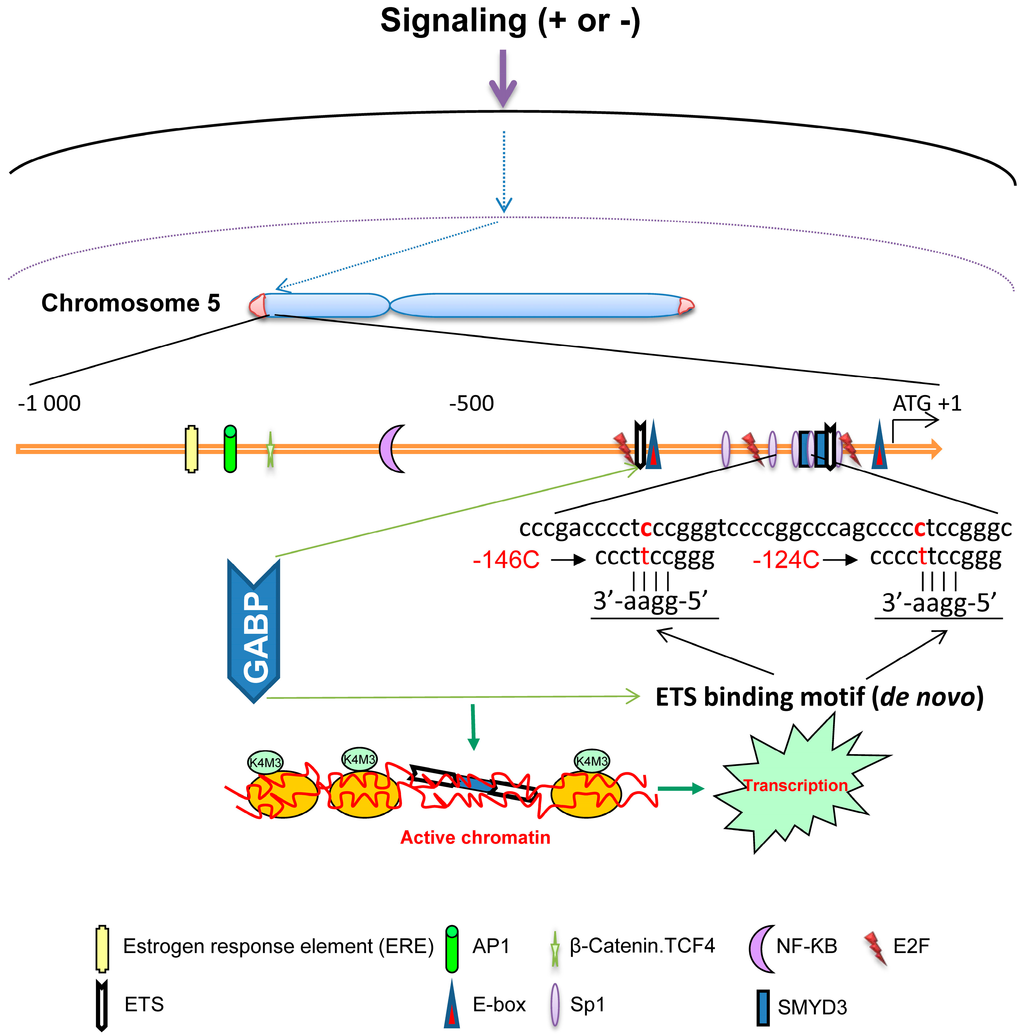 Genes Free Full Text Cancer Specific Telomerase Reverse