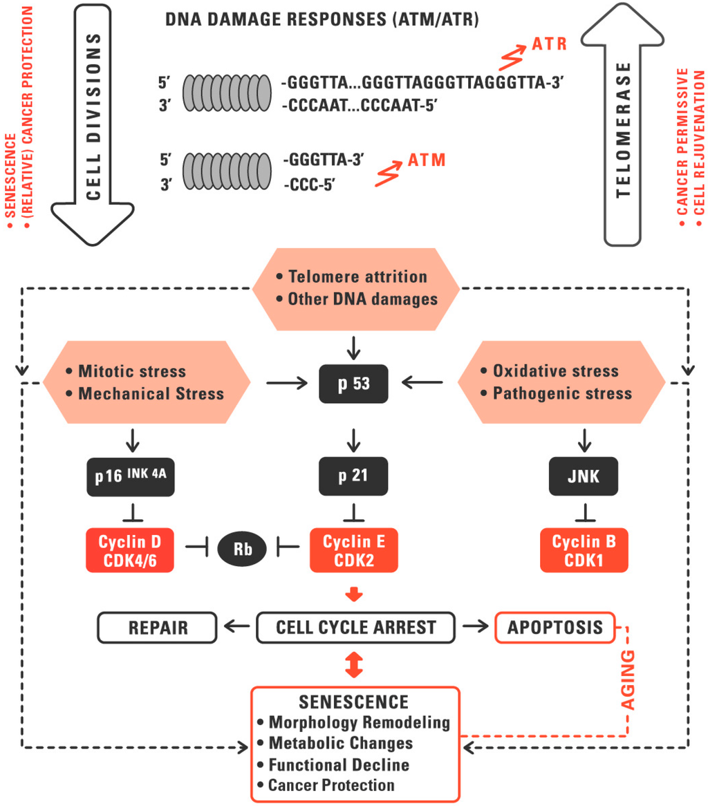 Telomerase Activity