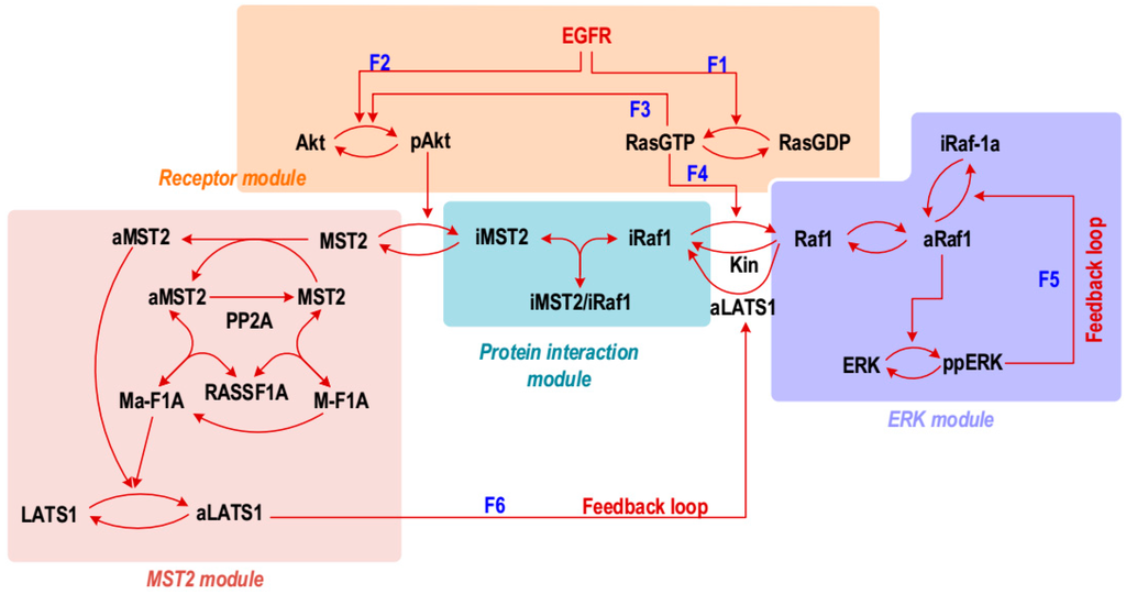 Genes | Special Issue : Hippo Signaling Pathway