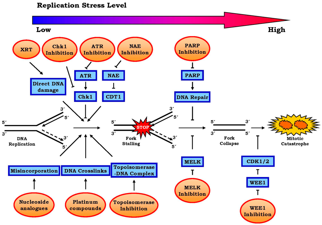 Targeting DNA Replication Stress for Cancer Therapy