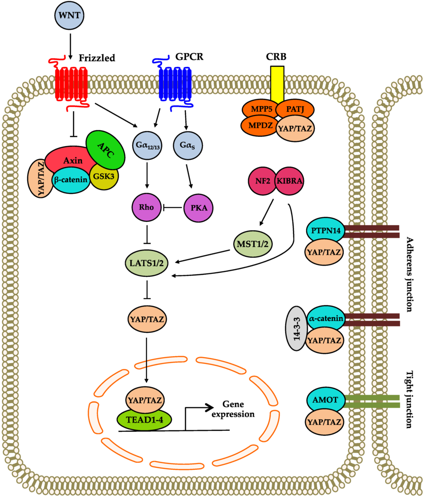 Genes | Special Issue : Hippo Signaling Pathway Genes | Special Issue : Hippo Signaling Pathway