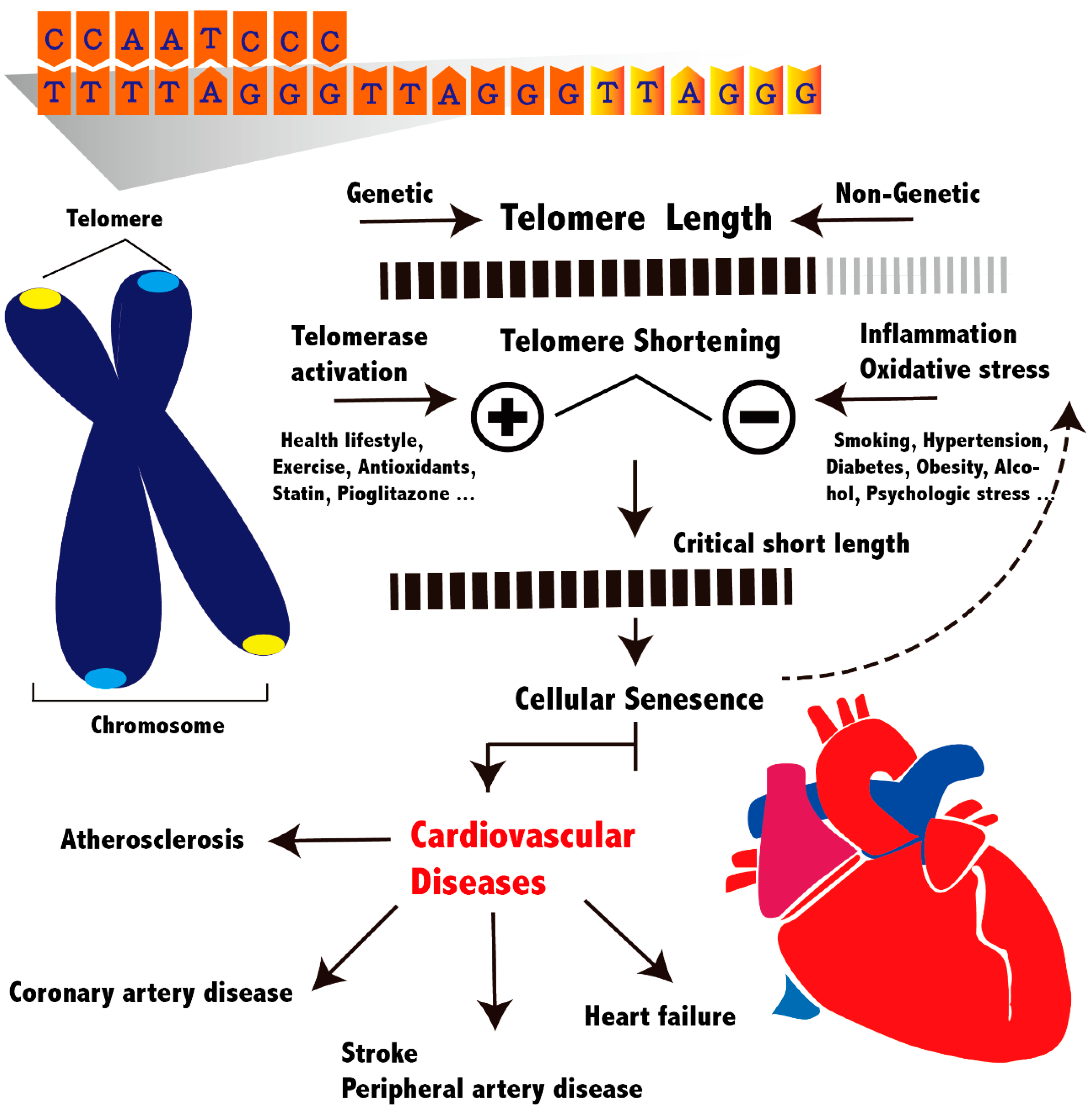 Telomere Shortening Telomere Shortening