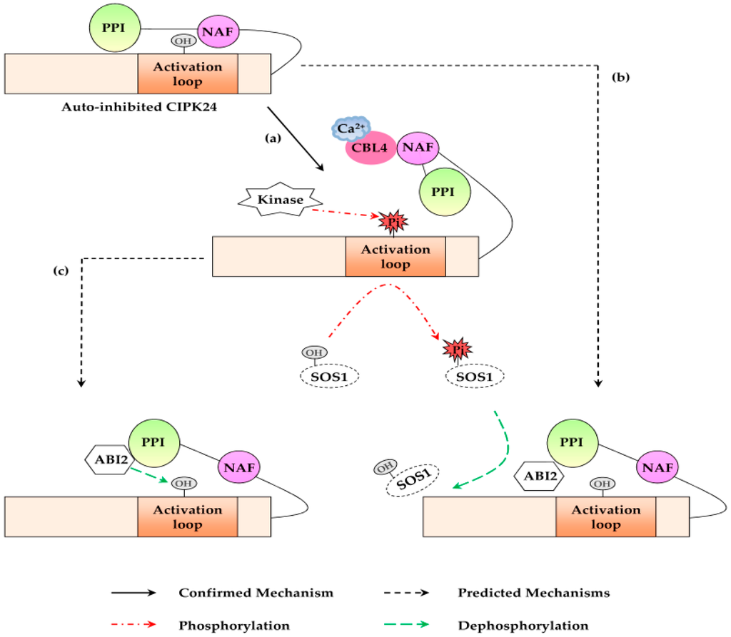 Mechanisms and Physiological Roles of the CBL-CIPK Networking System in ...