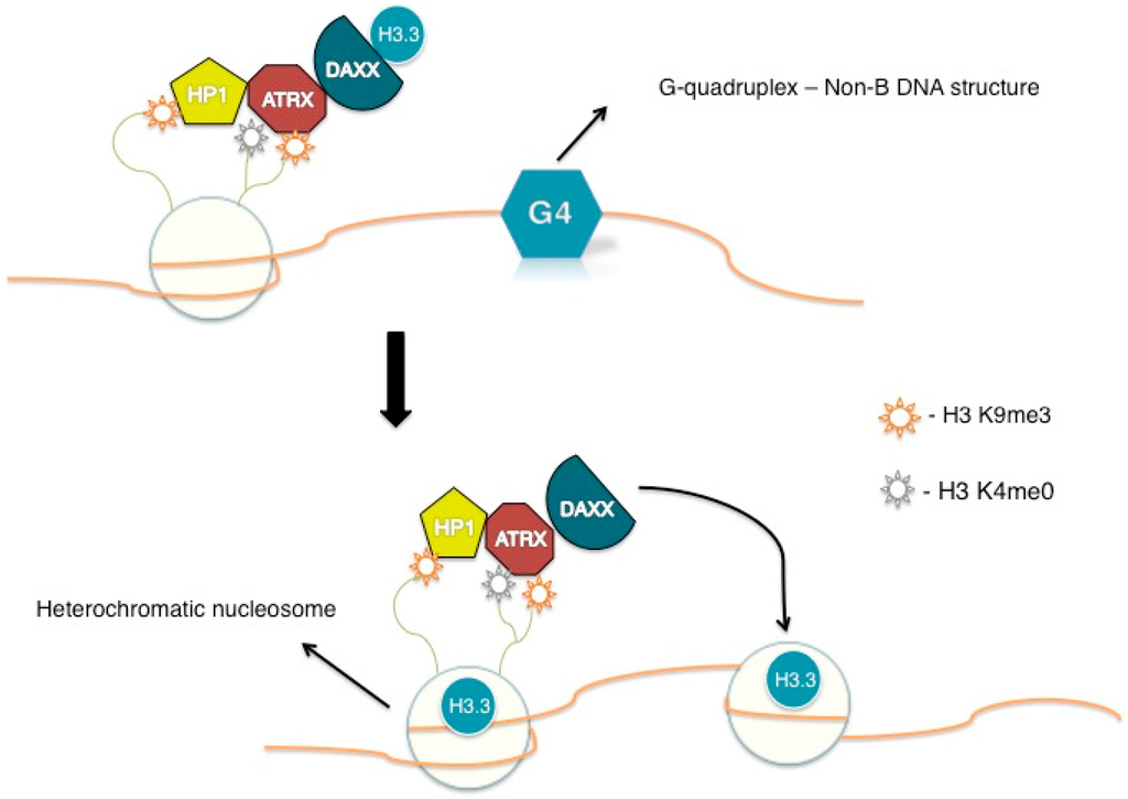 Genes | Free Full-Text | The Role of ATRX in the Alternative ...
