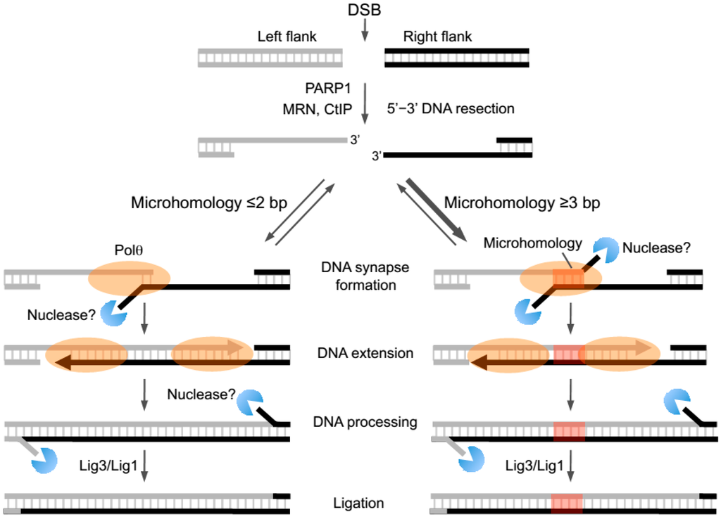 Genes | Special Issue : Replication and Transcription Associated DNA Repair