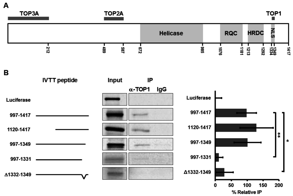 Regulation of BLM Nucleolar Localization