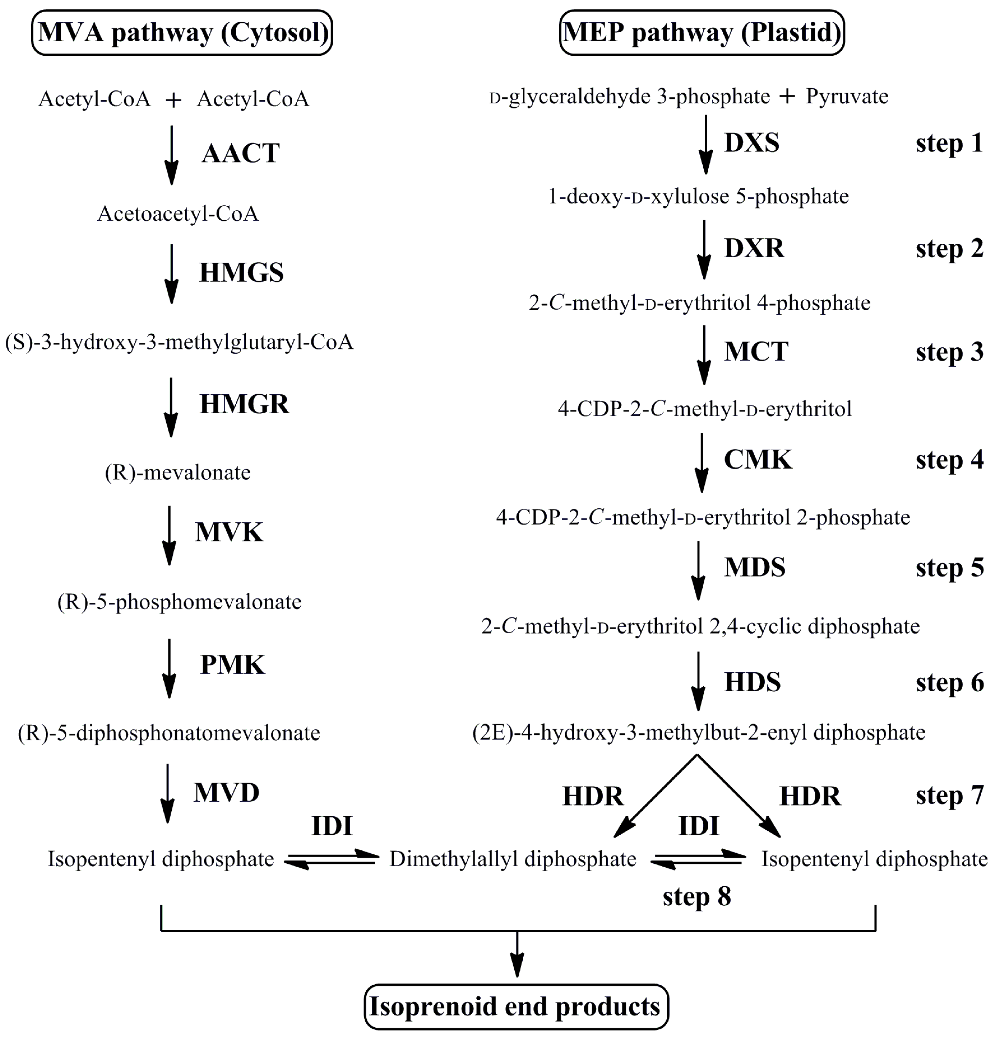 Cloning and Expression Analysis of MEP Pathway Enzyme-encoding Genes in ...