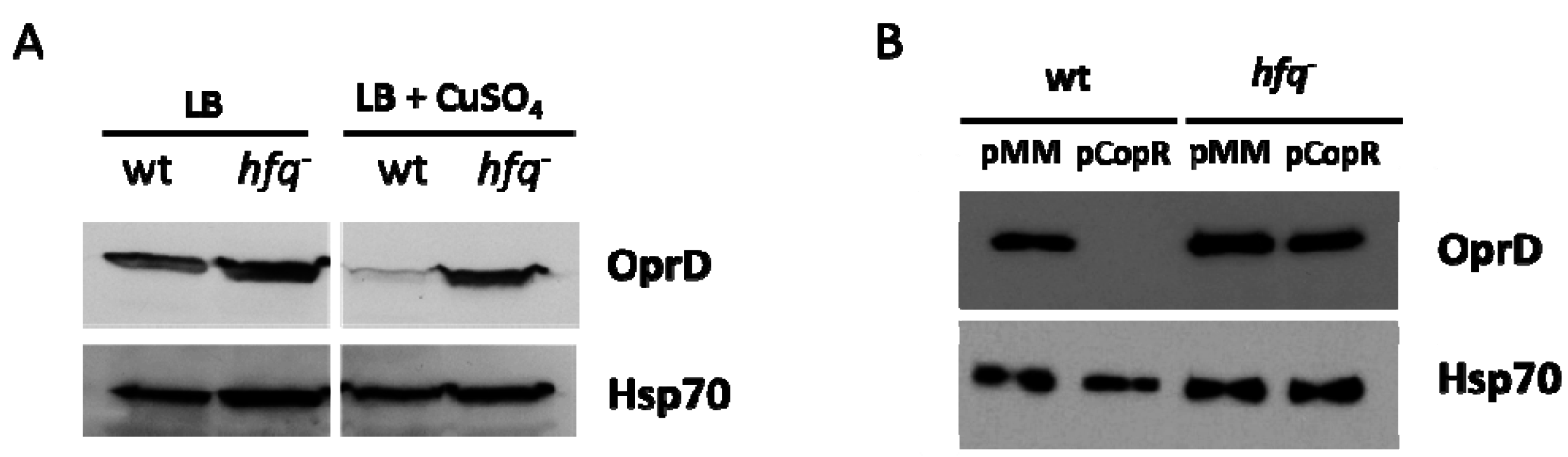 OprD Repression upon Metal Treatment Requires the RNA Chaperone Hfq in ...
