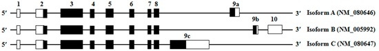 Screening for Mutations in the TBX1 Gene on Chromosome 22q11.2 in ...