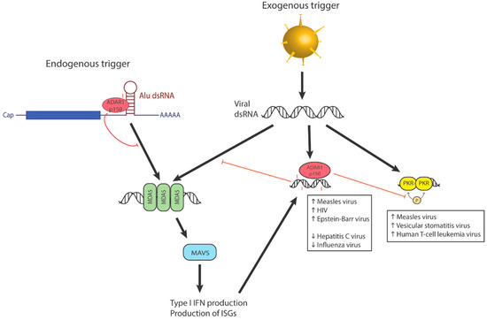 Functions of the RNA Editing Enzyme ADAR1 and Their Relevance to Human ...