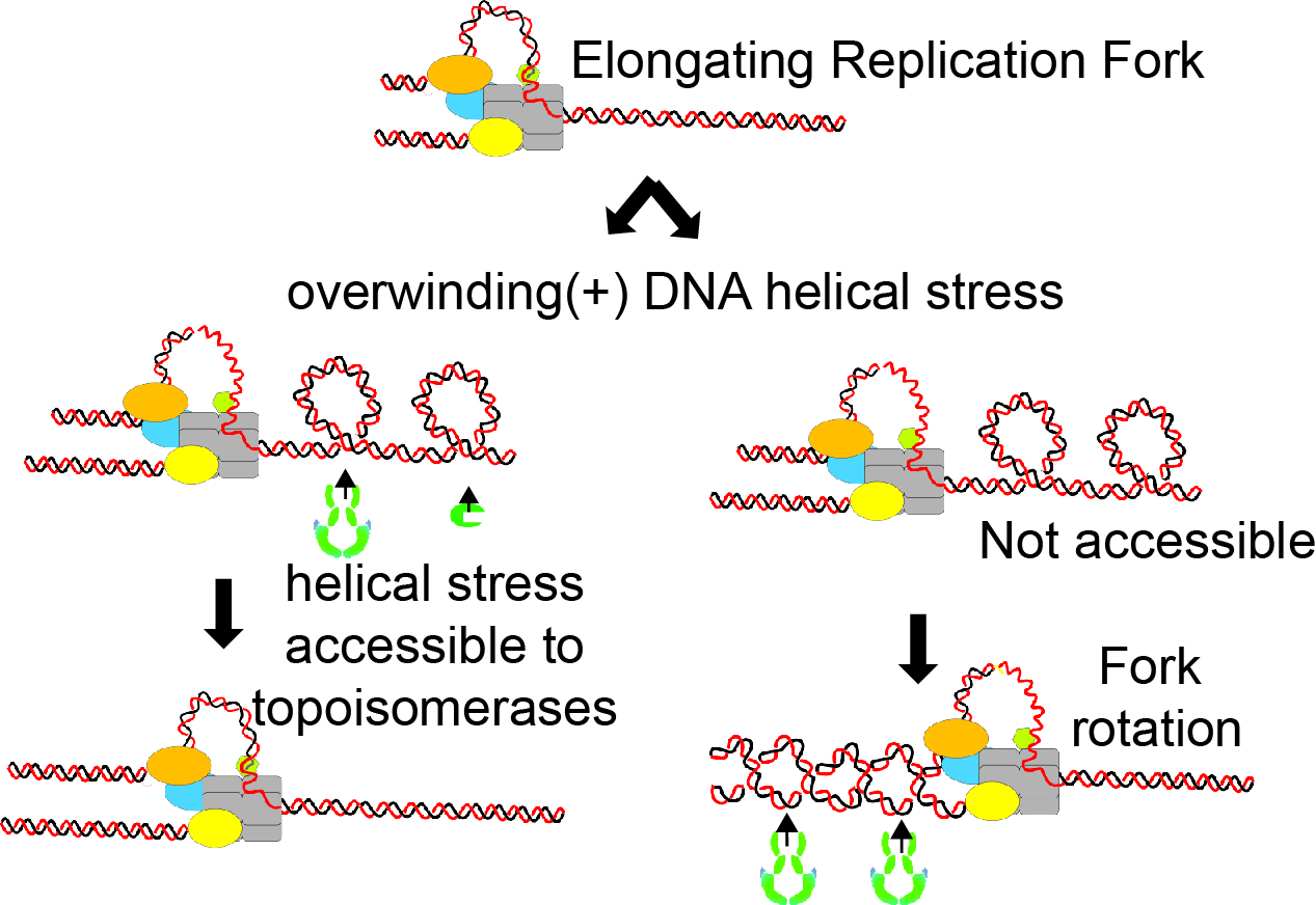 Genes | Free Full-Text | The Causes and Consequences of Topological ...