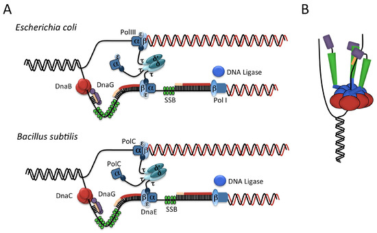 Genes | Free Full-Text | Control of Initiation of DNA Replication in ...
