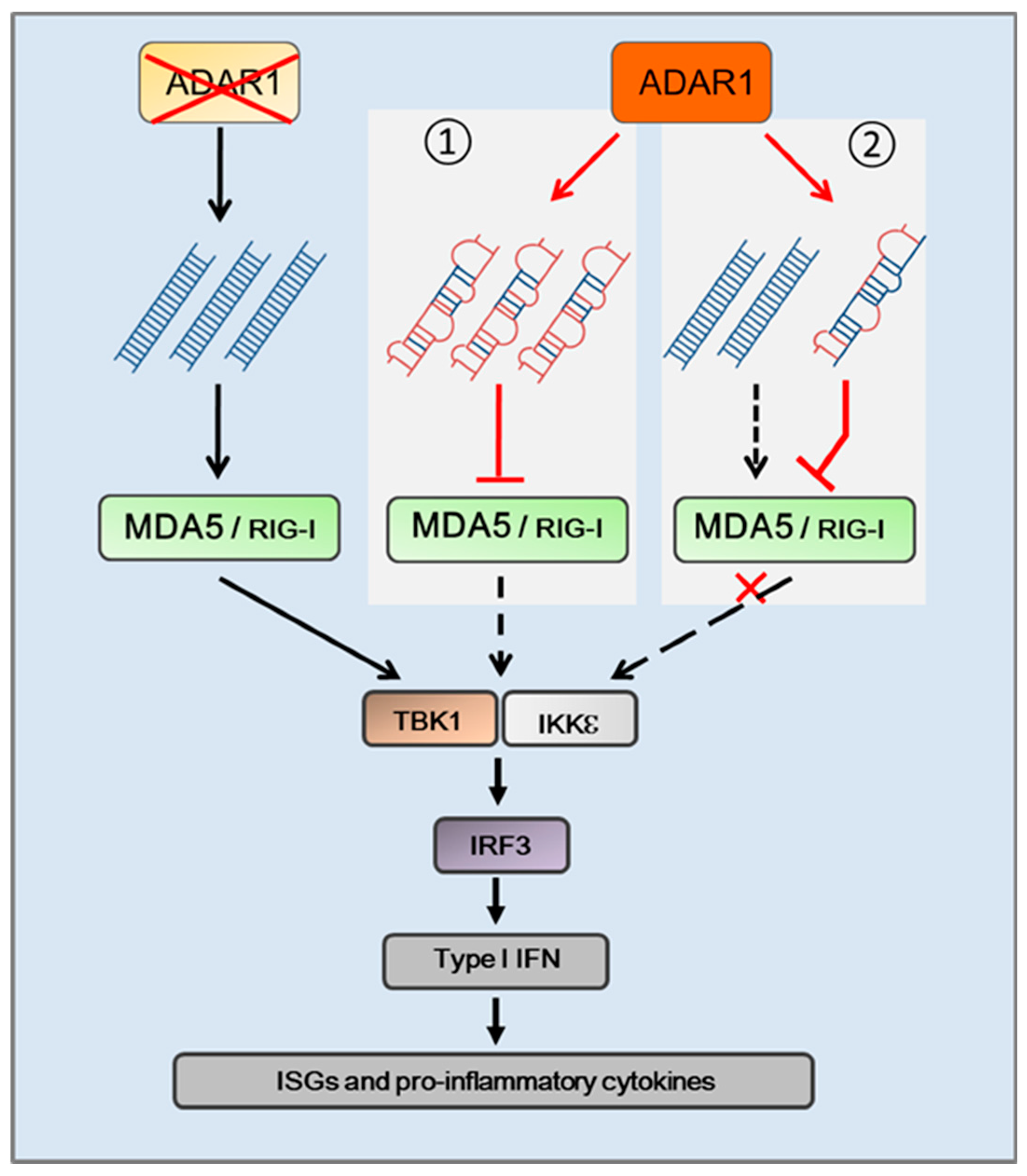 Genes Free Full Text Rna Editing Adar1 And The Innate Immune Response
