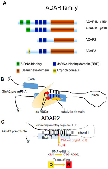 Genes | Special Issue : RNA Editing Genes | Special Issue : RNA Editing