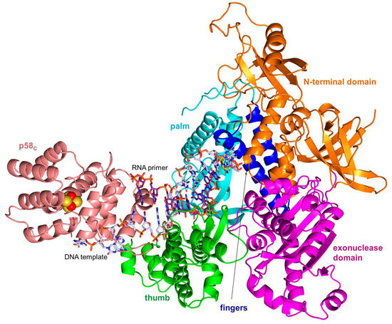 Elaborated Action of the Human Primosome