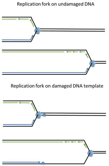 Mechanisms of Post-Replication DNA Repair