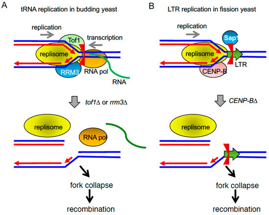 Genes | Free Full-Text | Regulation of DNA Replication through Natural ...