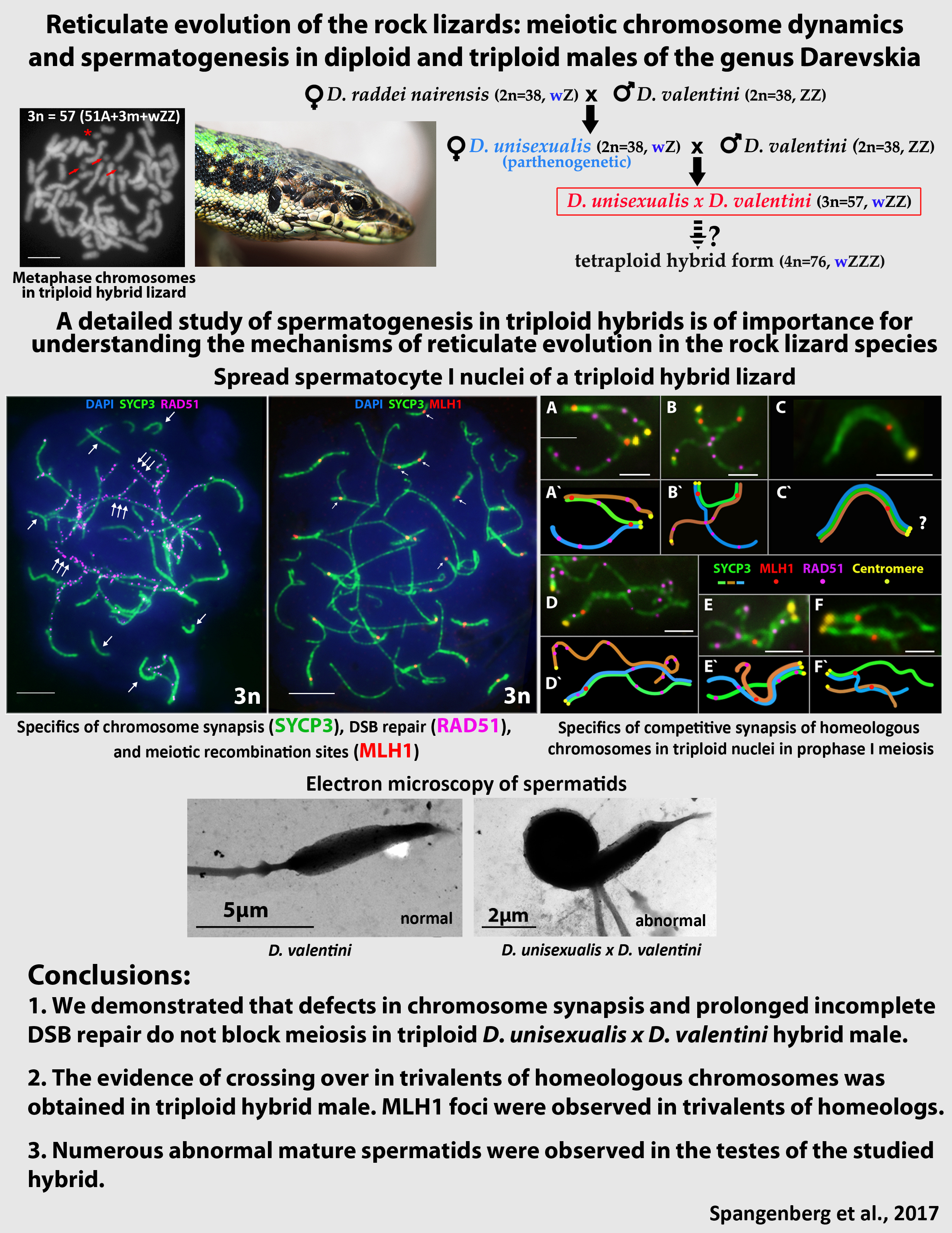 Genes | Free Full-Text | Reticulate Evolution of the Rock Lizards ...