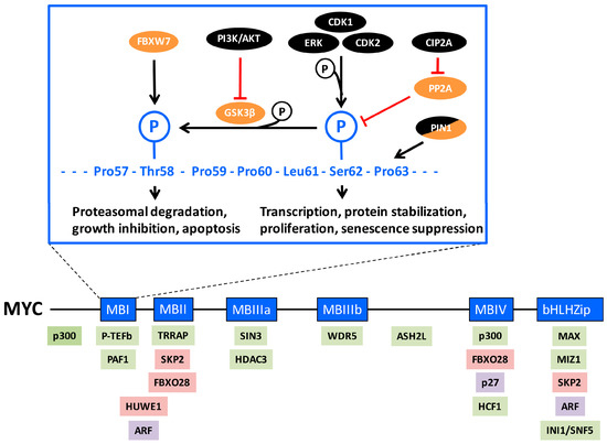 MYC Modulation around the CDK2/p27/SKP2 Axis