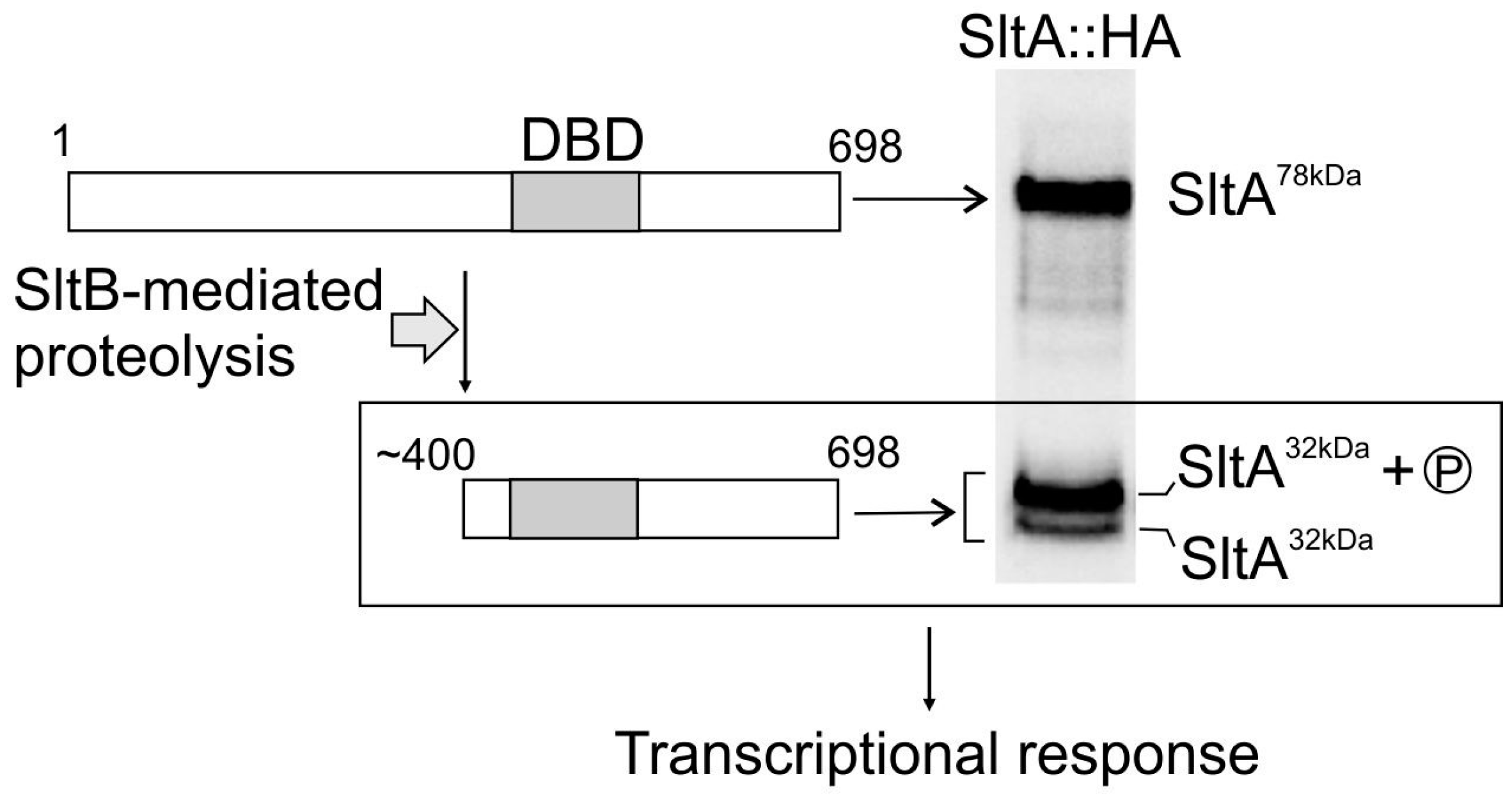 Boron Tolerance in Aspergillus nidulans Is Sustained by the SltA ...