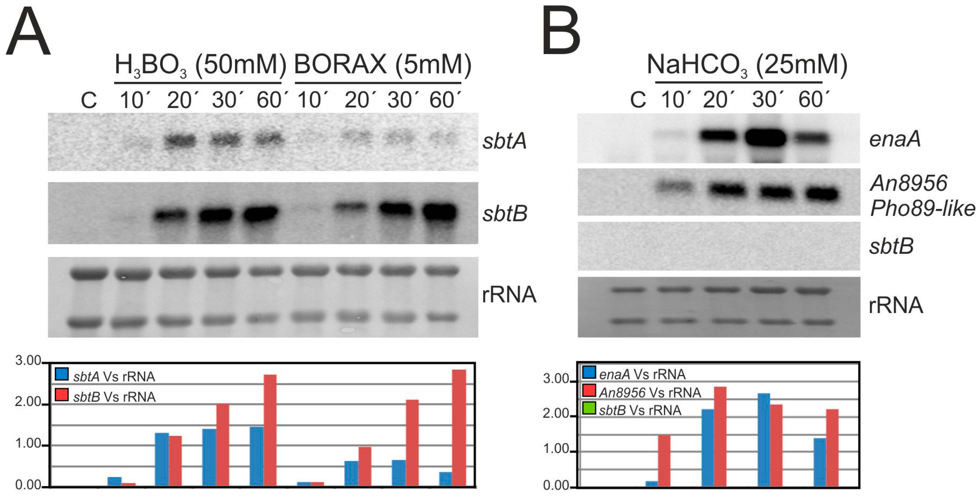 Boron Tolerance in Aspergillus nidulans Is Sustained by the SltA ...