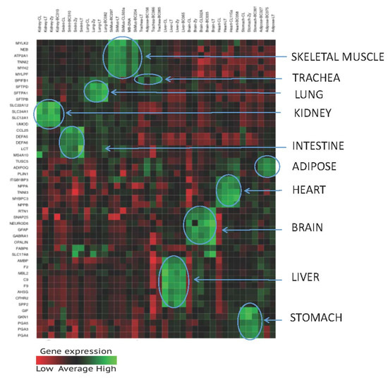 Genes | Free Full-Text | Human Organ Tissue Identification by Targeted ...