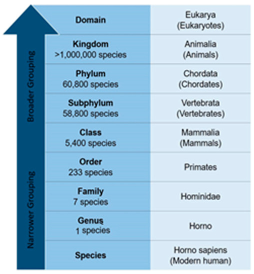 Human Taxonomy Chart