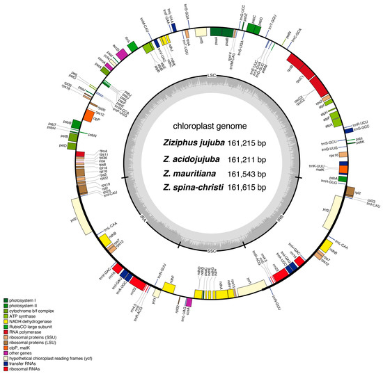 Genes | Special Issue : Evolution and Biodiversity of the Plant Genome ...