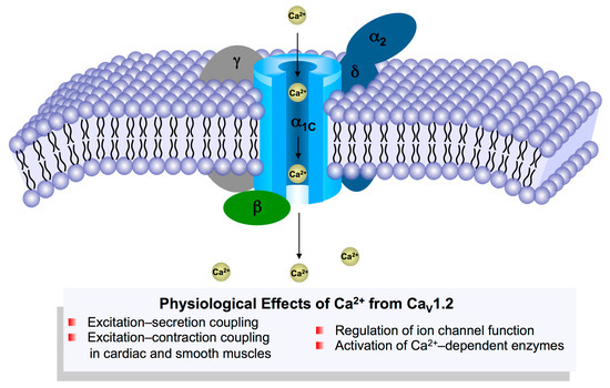 Alternative Splicing of L-type CaV1.2 Calcium Channels: Implications in Cardiovascular Diseases
