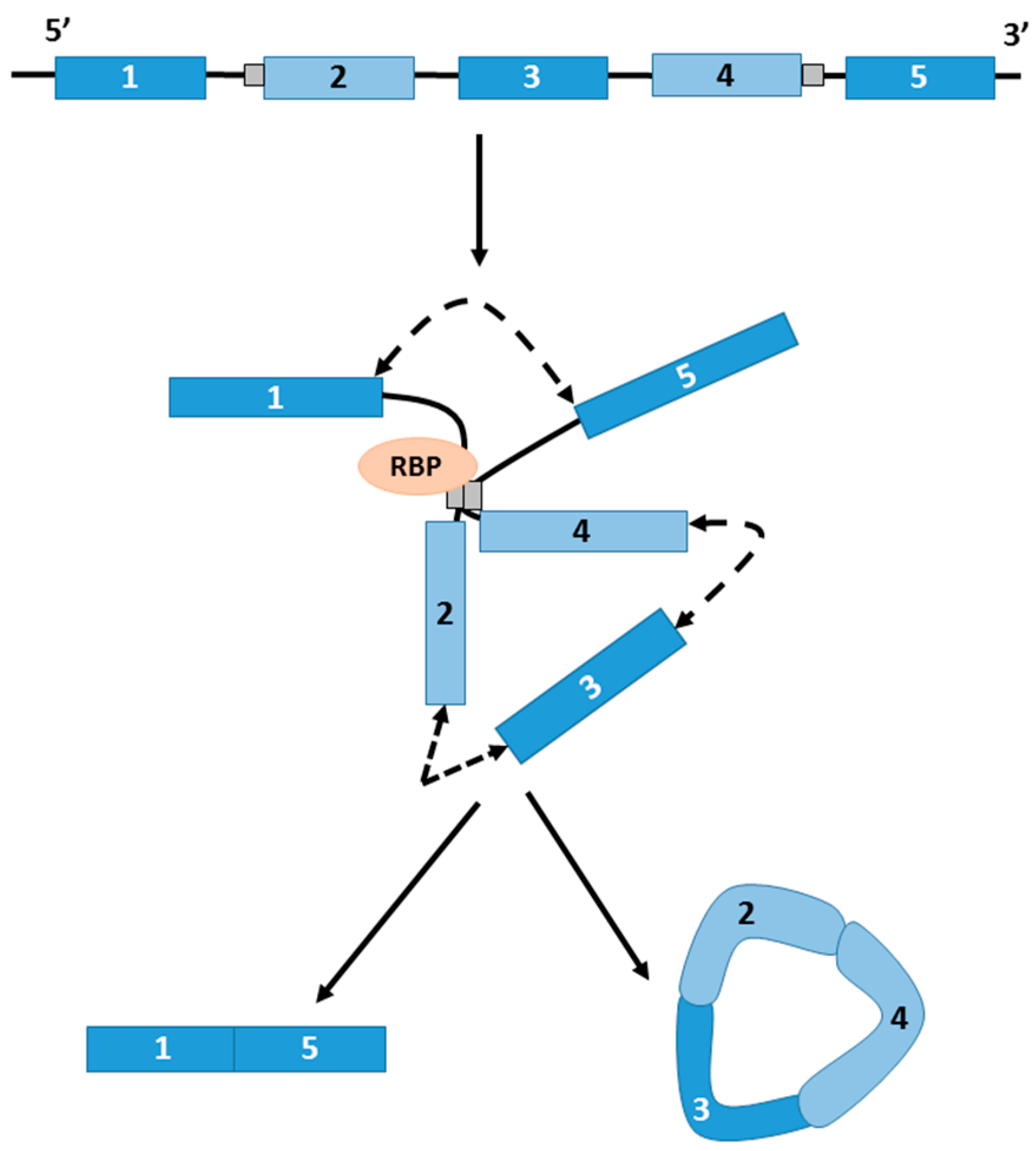 Circular Rnas Circrnas In Health And Disease