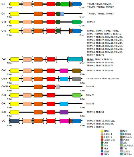 TRIM8: Making the Right Decision between the Oncogene and Tumour ...