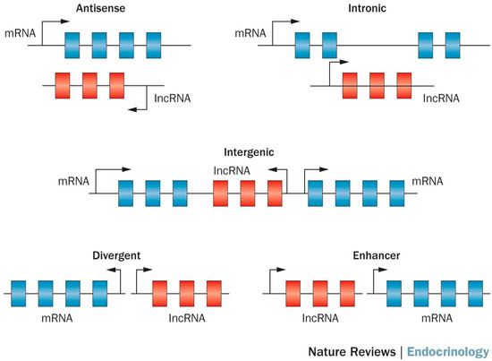 Genes | Free Full-Text | Current Research on Non-Coding Ribonucleic ...