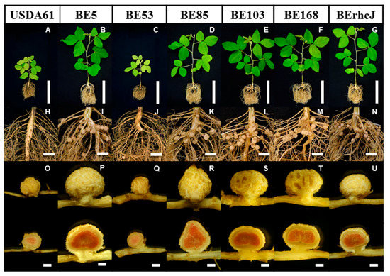 Genes | Special Issue : Genetics and Genomics of the Rhizobium-Legume ...