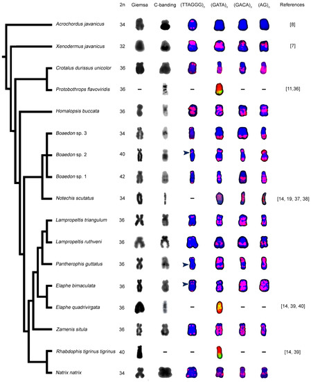 Evolutionary Dynamics of the W Chromosome in Caenophidian Snakes