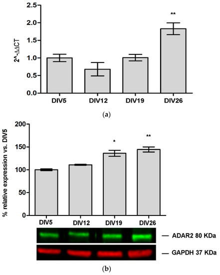Differential Enzymatic Activity of Rat ADAR2 Splicing Variants Is Due ...