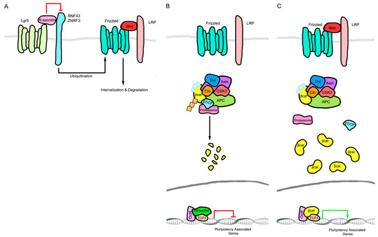 Modeling the Role of Wnt Signaling in Human and Drosophila Stem Cells