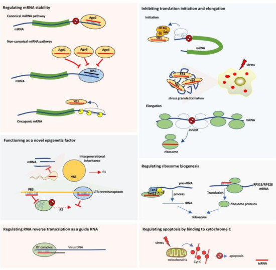 tRNA-Derived Small RNA: A Novel Regulatory Small Non-Coding RNA