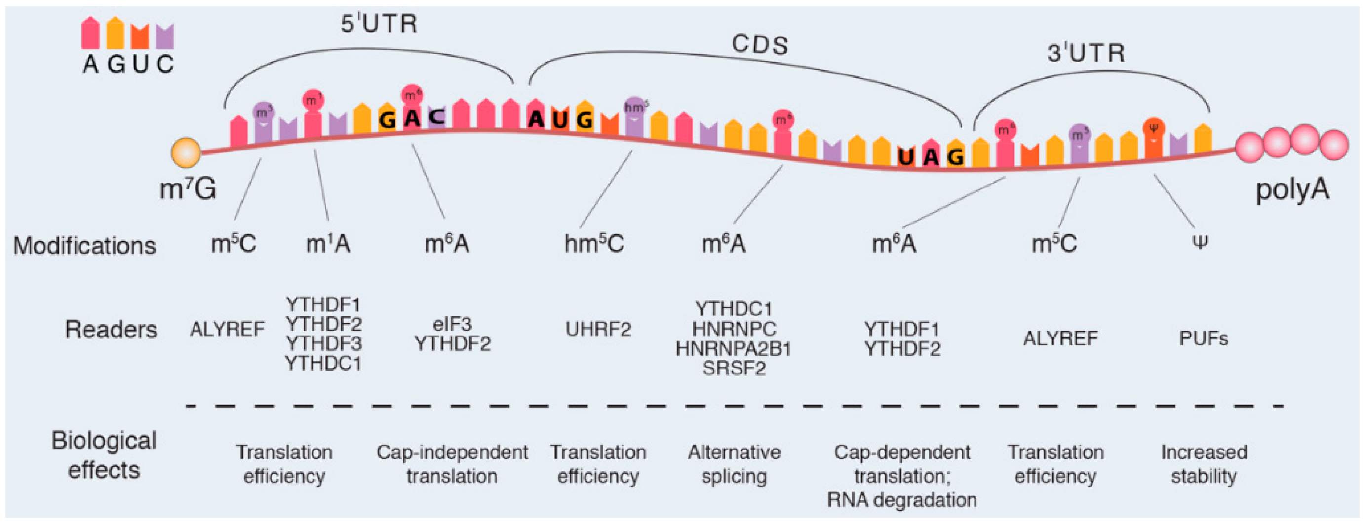 Above the Epitranscriptome: RNA Modifications and Stem Cell Identity