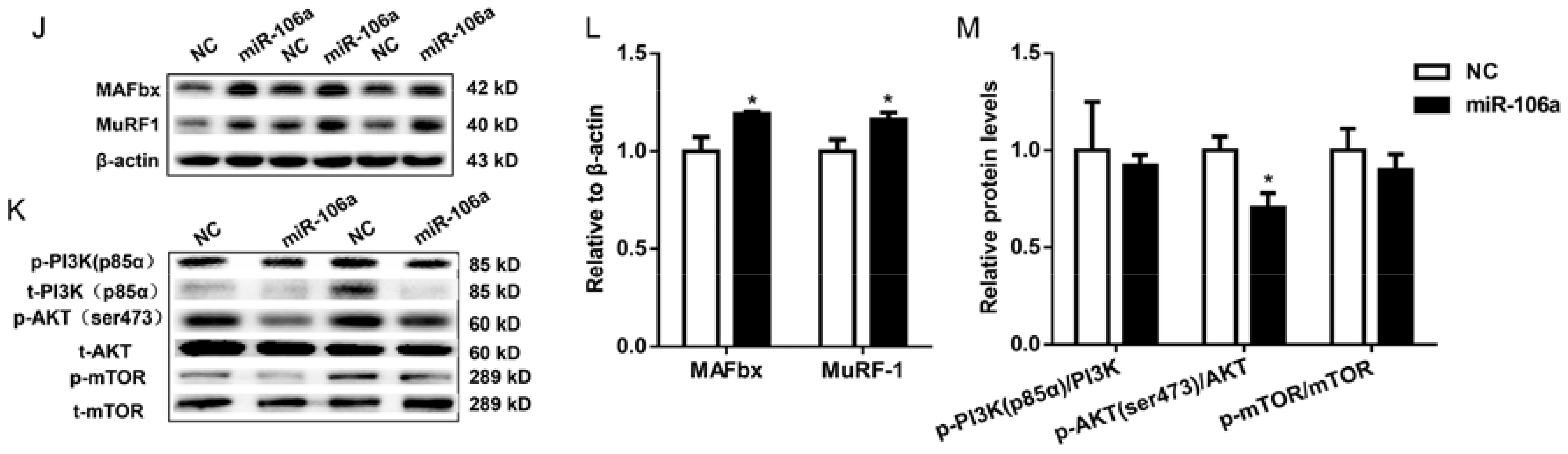 Genes Free Full Text Microrna 106a 5p Inhibited C2c12 Myogenesis