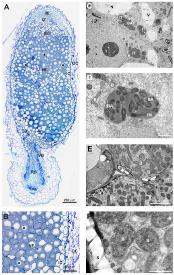 Mutation in the pssZ Gene Negatively Impacts Exopolysaccharide ...