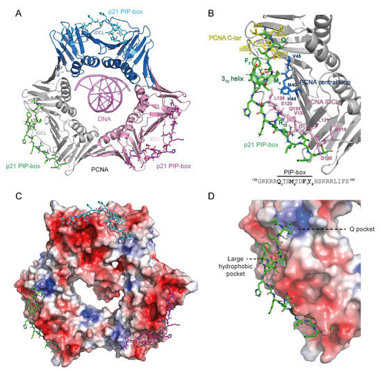 Maneuvers on PCNA Rings during DNA Replication and Repair