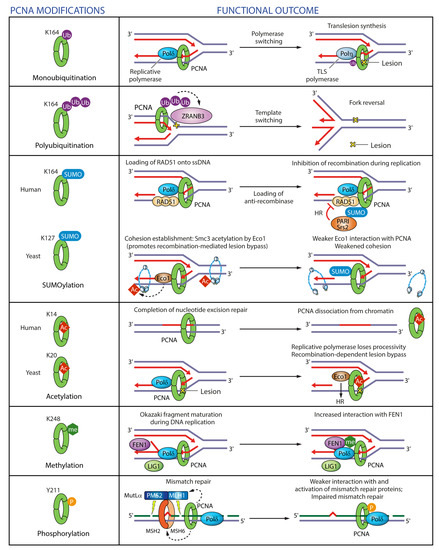 Maneuvers on PCNA Rings during DNA Replication and Repair