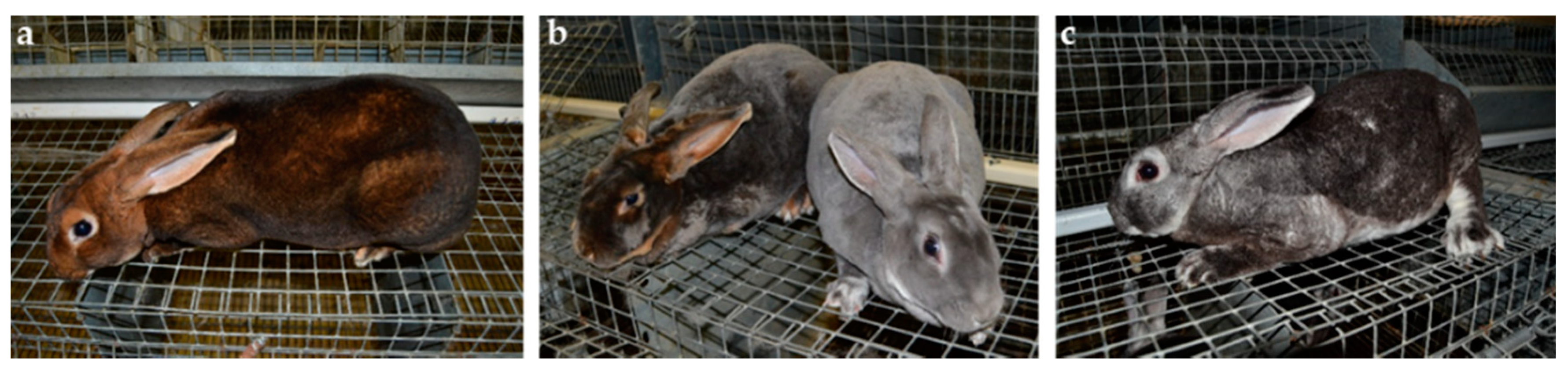 Multiple Alleles Rabbits