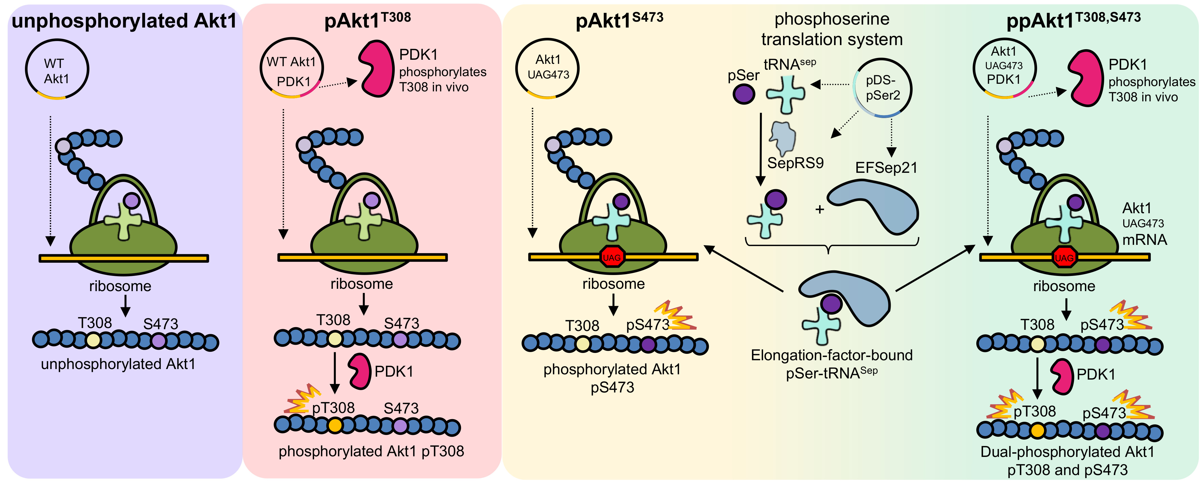 Genes | Free Full-Text | Phosphorylation-Dependent Inhibition of Akt1